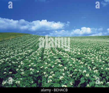 Potato crops in Hokkaido, Japan Stock Photo - Alamy