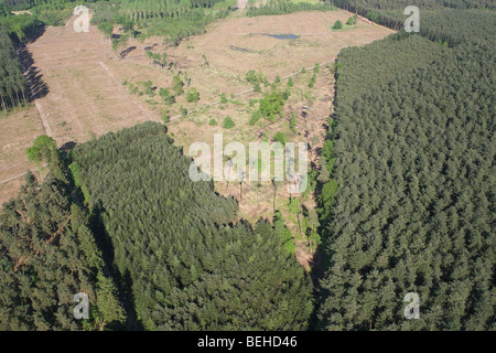Deforestation of pine forest, forest transformation and development of ...