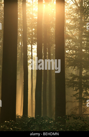 the sun shines through the trees of a forest Stock Photo - Alamy