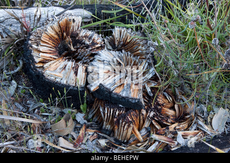 A grasstree (Xanthorrhoea preissii. aka balga, formally as blackboy ...