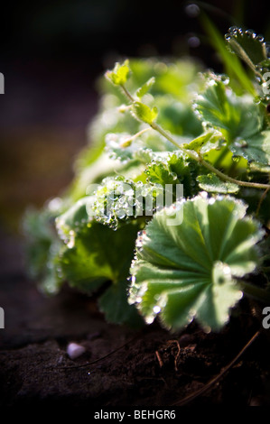 Morning Dew and Sun light Stock Photo - Alamy