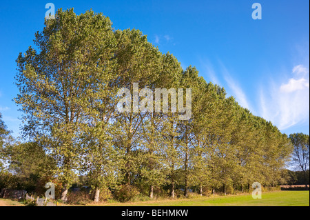Row of Poplar trees England Uk Stock Photo - Alamy
