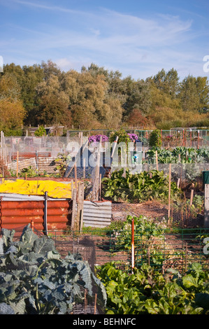 The allotments near the common in Beccles , suffolk , Uk Stock Photo ...
