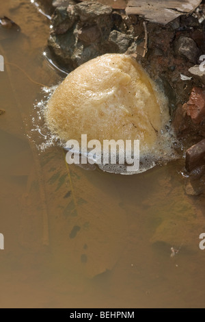 Foam nest of Four-lined Tree Frog, Borneo Stock Photo - Alamy