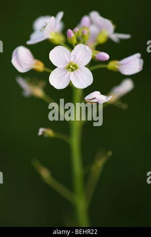 A stem of Cuckoo flower Cardamine pratensis with several light purple ...