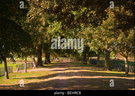 The Avenue at Beccles Common in Suffolk in the Uk (Medium Format Stock ...