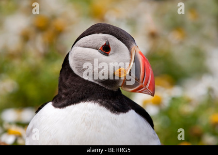 Puffin close up Stock Photo - Alamy