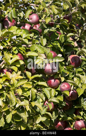 Macoun Apple tree Stock Photo - Alamy