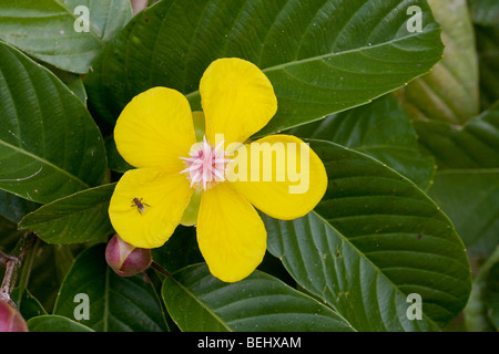 Yellow Flower of Simpoh or Simpeh tree (Dillenia excelsa) Kinabatangan ...