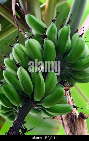 Blood bananas (Musa zebrina), Java, Sumatra, Indonesia Stock Photo - Alamy