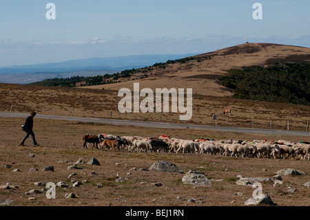France, Gard, Mont Aigoual, Sheep and shepherd, patou dog, meadows ...