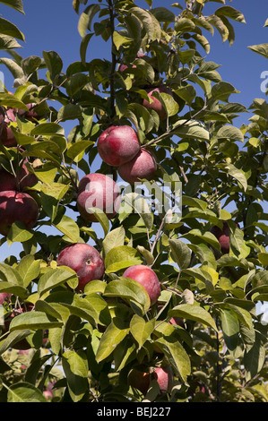 Macoun Apple tree Stock Photo - Alamy