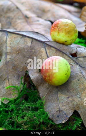 Gall of the Oak Gall Wasp (Cynips quercusfolii) on an Oak (Quercus ...