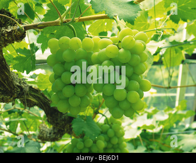 Muscat grapes, Okayama Prefecture Stock Photo - Alamy