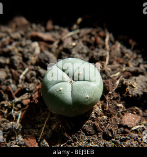 Peyote cactus button used as a hallucinogen by the Native American ...