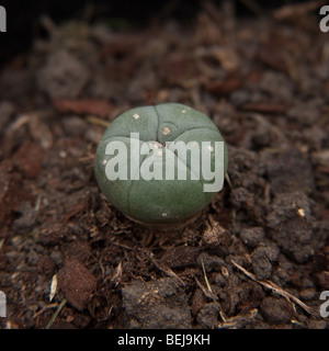 Peyote cactus button used as a hallucinogen by the Native American ...