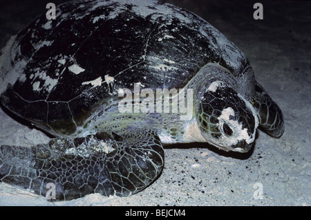Sea turtle, Farasan Island, Red Sea, Saudi Arabia, Middle East Stock ...