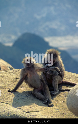 Monkey community, Taif outskirts, Saudi Arabia, Middle East Stock Photo ...