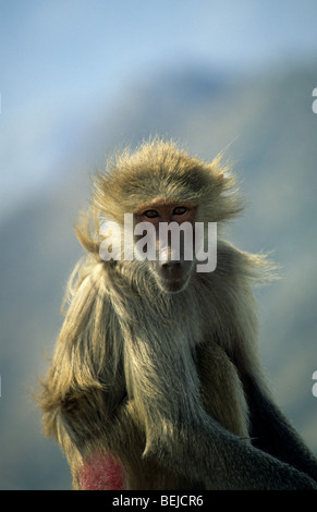 Monkey community, Taif outskirts, Saudi Arabia, Middle East Stock Photo ...