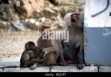 Monkey community, Taif outskirts, Saudi Arabia, Middle East Stock Photo ...