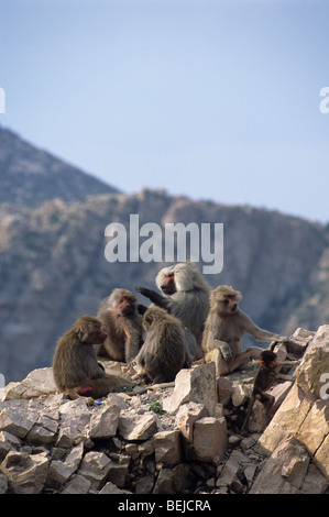 Monkey community, Taif outskirts, Saudi Arabia, Middle East Stock Photo ...