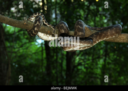 Rough-scaled python Morelia carinata, Australia snakes snake Stock ...