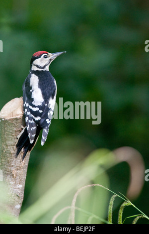 Juvenile Great Spotted Woodpecker perched on a tree stump. Bergisches ...