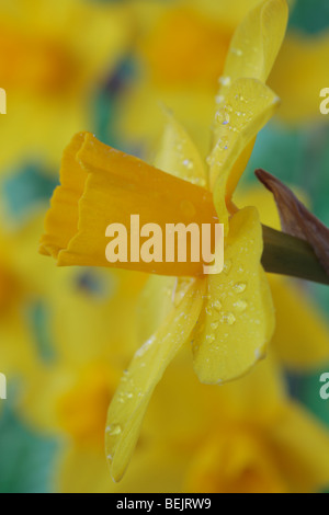 Narcissus 'Sweetness' Daffodil Div 7 Jonquilla Stock Photo - Alamy