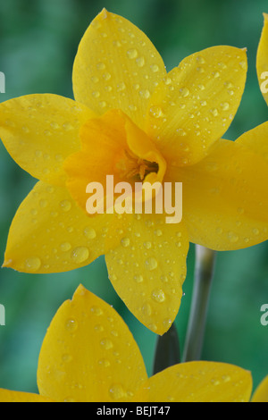 Narcissus 'Sweetness' Daffodil Div 7 Jonquilla Stock Photo - Alamy