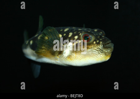 Evil Eyed Puffer Fish Amblyrhynchotes honckenii Taken At Two Oceans ...