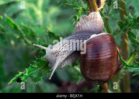 Common snail - Helix aspersa Stock Photo - Alamy