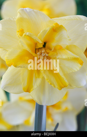 Daffodil 'Lemon Beauty' (narcissus) a spring flowering bulbous plant ...