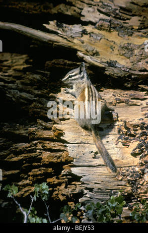 Mt. Pinos Lodgepole Chipmunk (Tamias speciosus callipeplus) Los Padres ...