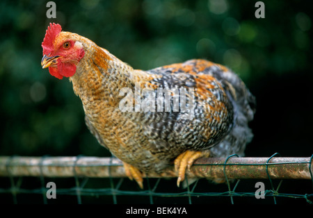 Malines cuckoo, Belgian chicken breed, Belgium Stock Photo - Alamy