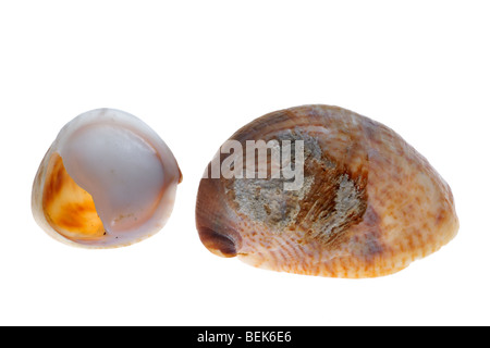 American slipper limpet (Crepidula fornicata) shell on beach with Acorn ...