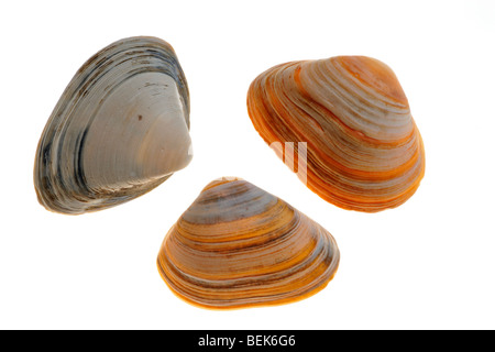 Cut Trough (Spisula subtruncata) shells, Netherlands, Europe Stock ...