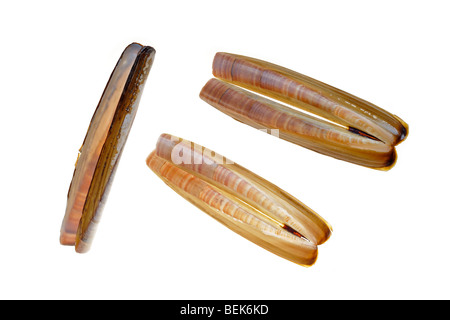 Atlantic jackknife, Bamboo clam, American jackknife clam, Razor clam ...