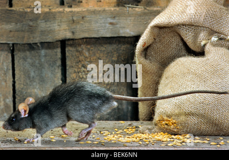 Black rat (Rattus rattus) in barn feeding on corn from bag of cereals ...