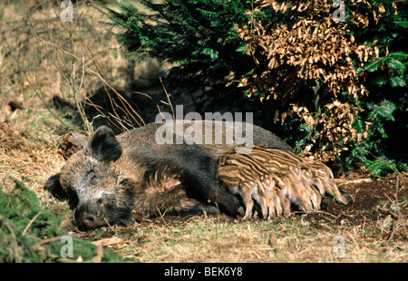 Wild boar (Sus scrofa), female sow with freshlings, wild boar enclosure ...