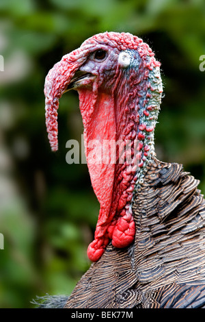 Male turkey portrait Stock Photo - Alamy