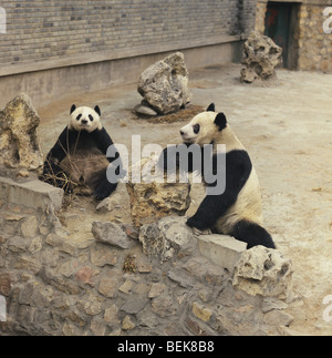 Giant pandas at Beijing Zoo, Beijing, China, 7 April, 2025 Stock Photo ...