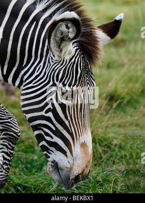 Patterned head and mane of Zebra Stock Photo - Alamy