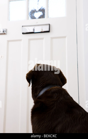 A Brown Labrador dog waits by a front door Stock Photo - Alamy
