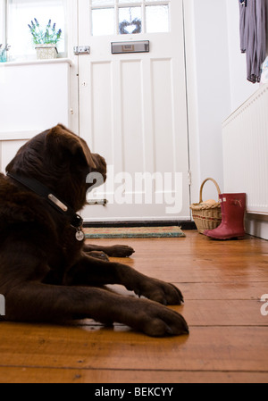 A Brown Labrador dog waits by a front door Stock Photo - Alamy