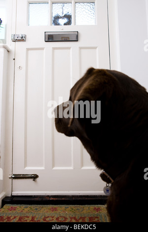 A Brown Labrador dog waits by a front door Stock Photo - Alamy