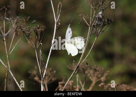 Butterfly caught in a spider's web Stock Photo - Alamy