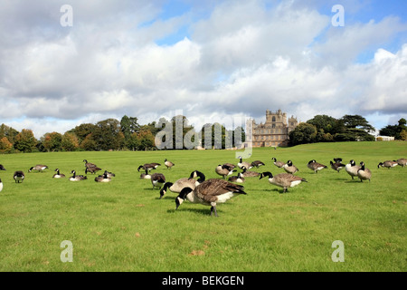 Flock of geese grazing on grass in summer field at sunset Stock Photo ...