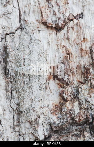 Owl Moth (Thysania zenobia Stock Photo - Alamy