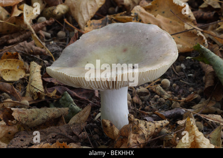 (Russula grisea) Fungi Stock Photo - Alamy