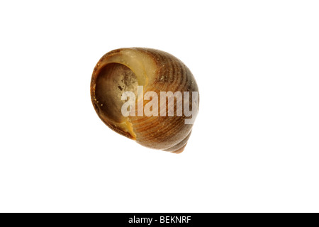 Rough Periwinkle - Littorina saxatilis Stock Photo - Alamy